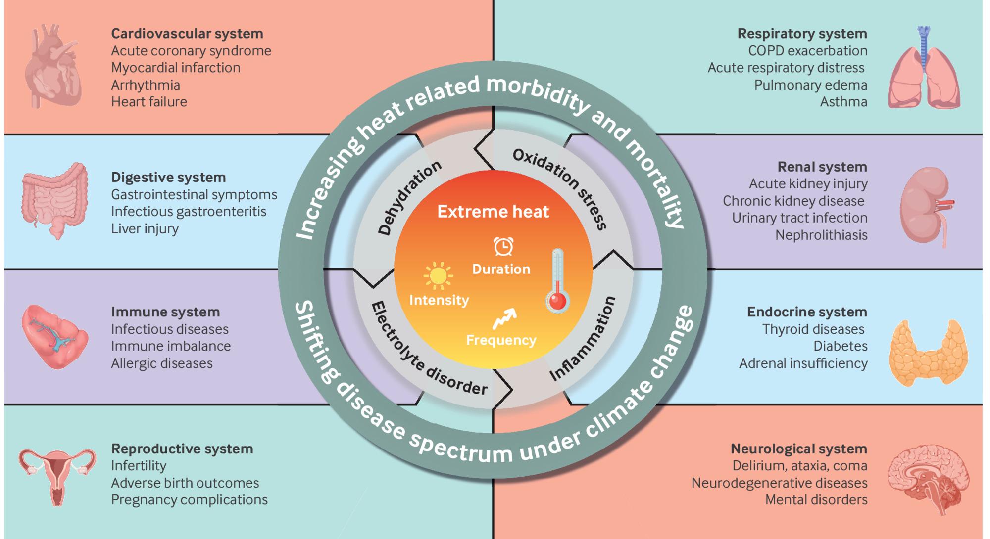 Effects of extreme heat on physiology, morbidity, and mortality under ...